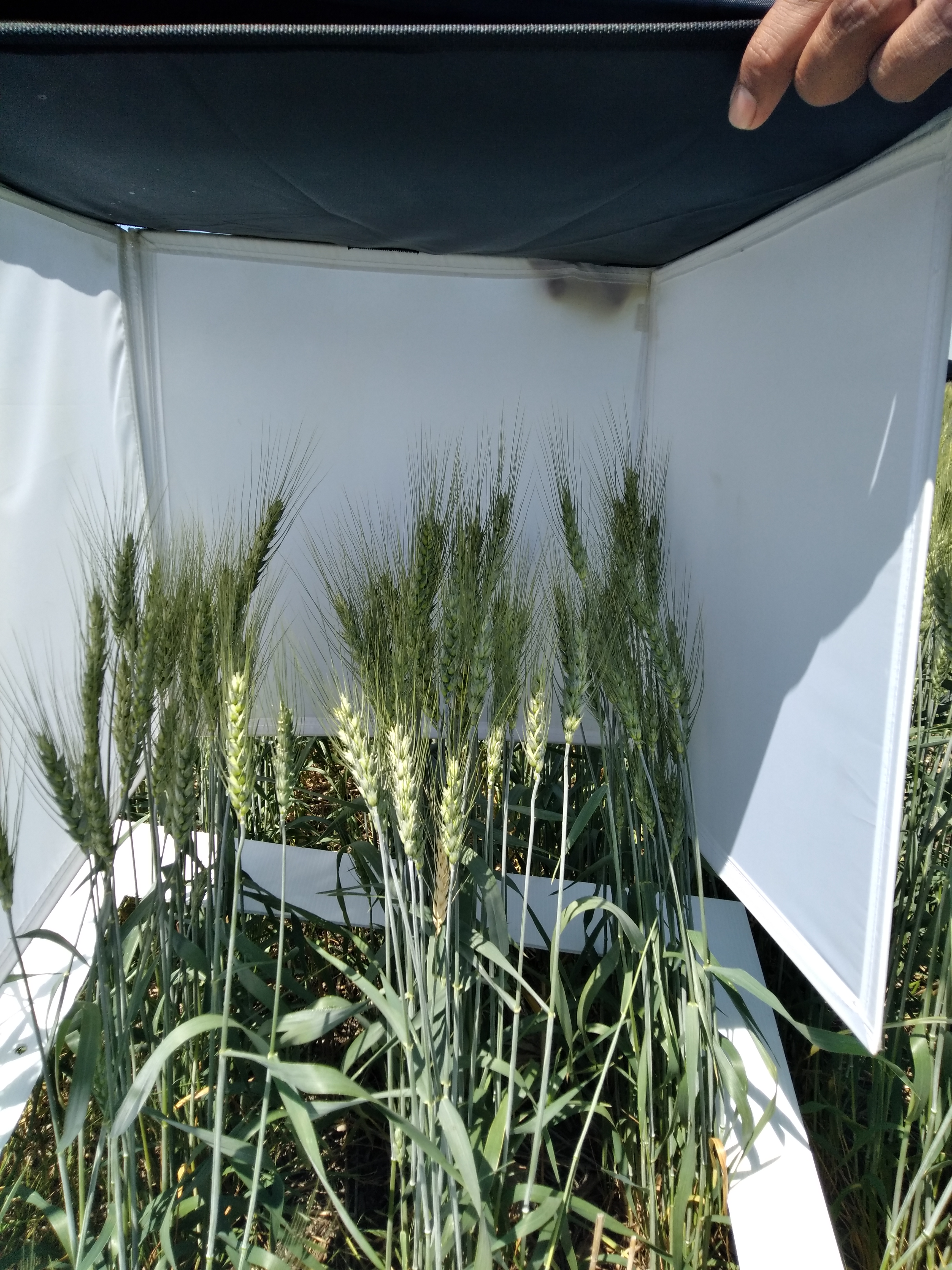 WheatAI